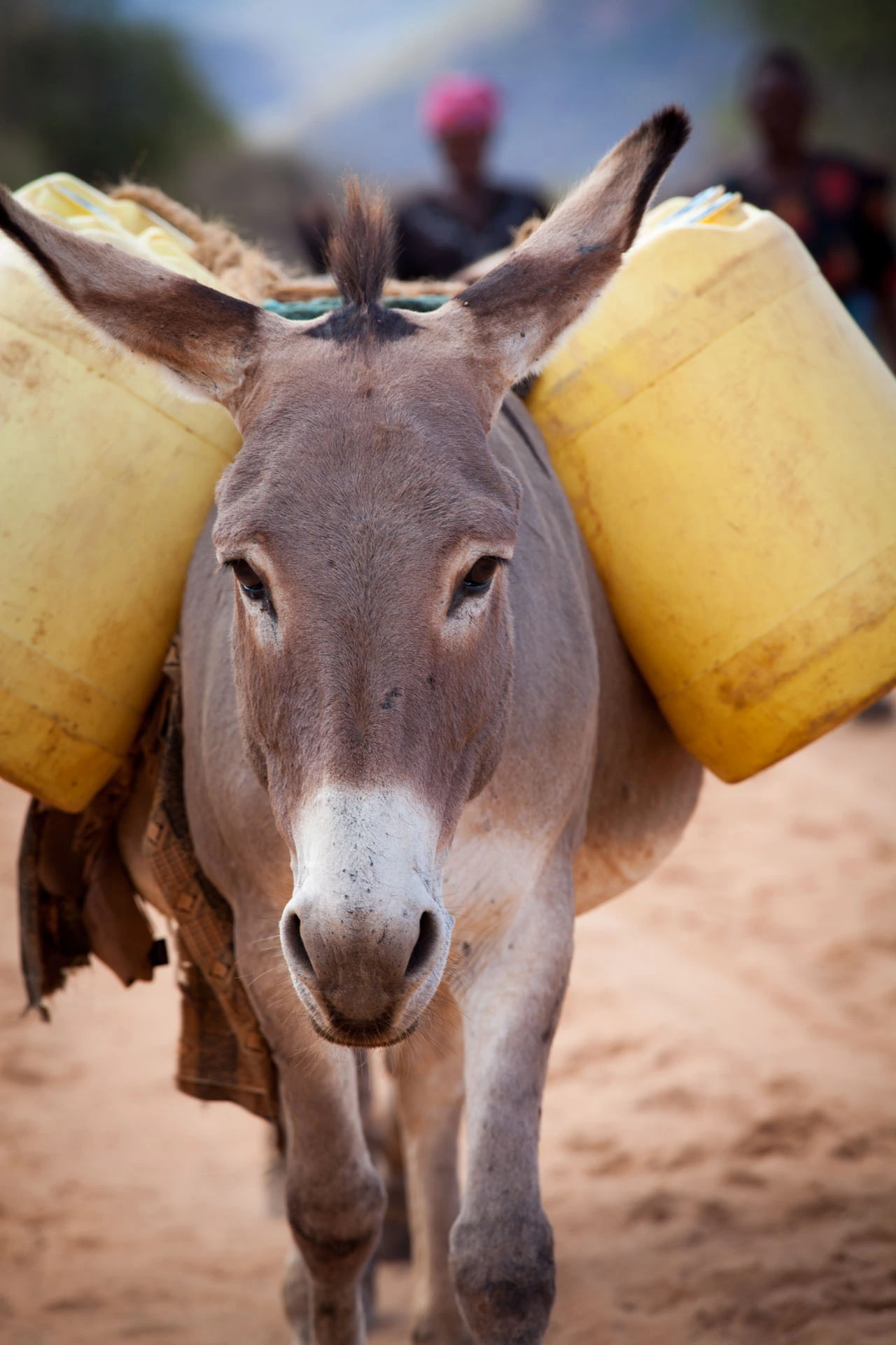 Zoonotic diseases affecting donkey farmers across Africa